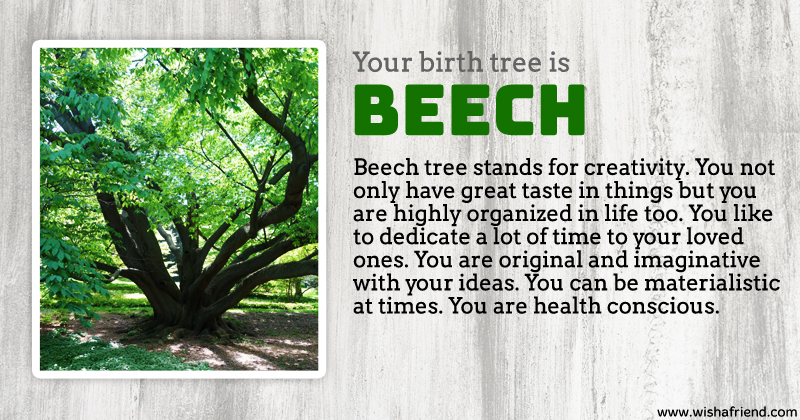 Your Birth Tree: Beech Tree