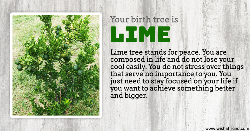 Your Birth Tree: Lime Tree