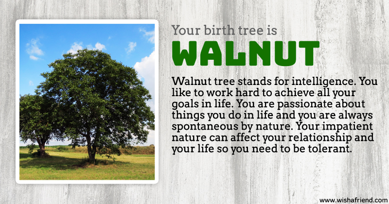 Your Birth Tree: Walnut Tree